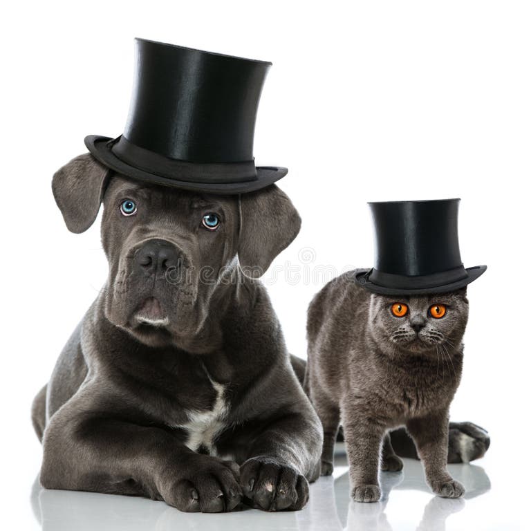 785 Crazy Bonet Hats Stock Photos - Free & Royalty-Free Stock Photos ...