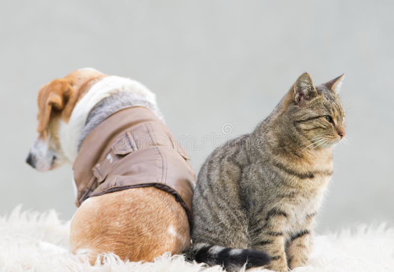 Cat and dog love stock image. Image of people, obedient - 35411049
