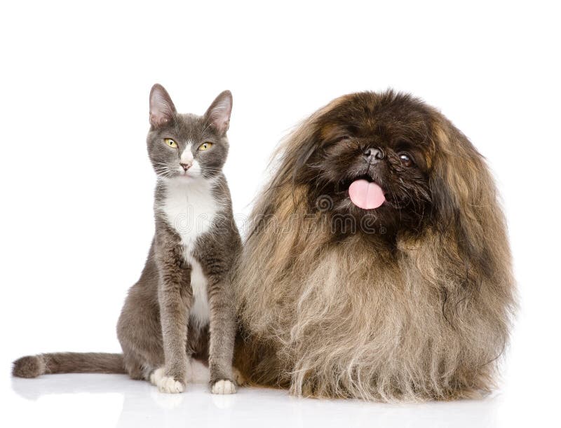 Are Pekingese Good With Cats
