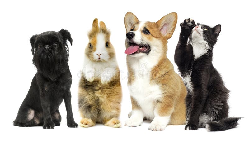 Cat and Dog and Rabbit Together Stock Photo - Image of portrait, rabbit ...