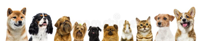 Cat and Dog and Rabbit Together Stock Image - Image of rabbit, animal ...