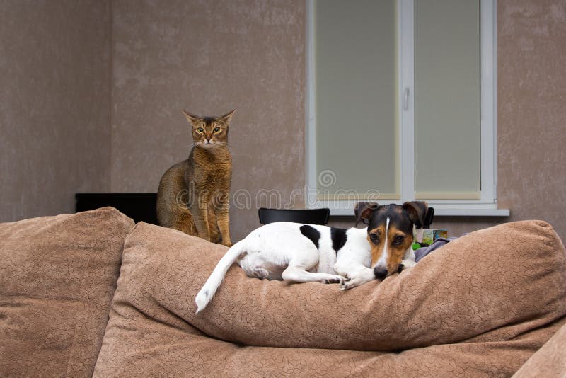 Cat and Dog Together on Back of Couch Stock Image - Image of russel ...