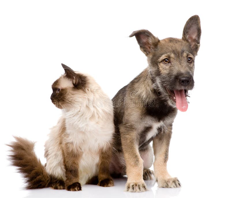 Cat and Dog Together. Focused on the Cat Stock Image - Image of open ...