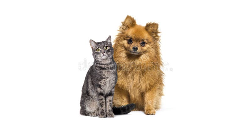 Cat and Dog Together, Puppy Dog and Tabby Cat, Looking at Camera ...