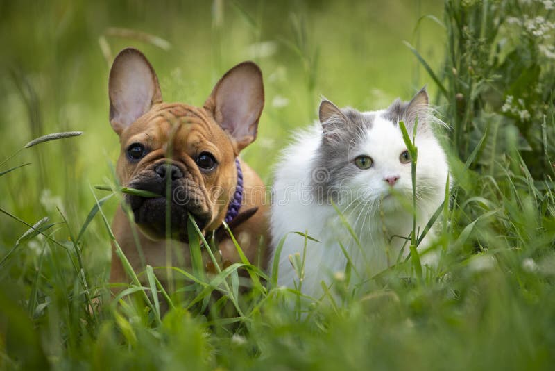 Cat and Dog Walk on the Street on a Sunny Day Stock Image - Image of ...
