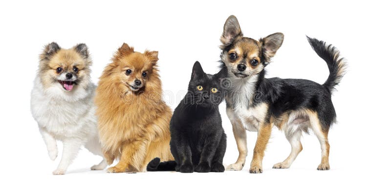 Cat and Dogs Together in a Row, Isolated on White Stock Photo - Image ...