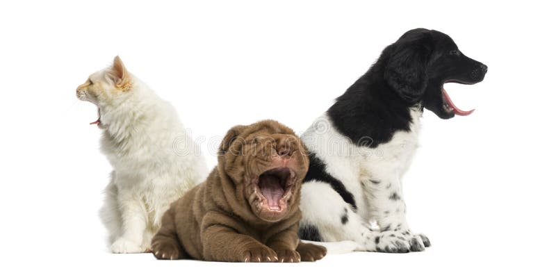 Two dogs shouting stock image. Image of barking, open - 39255545