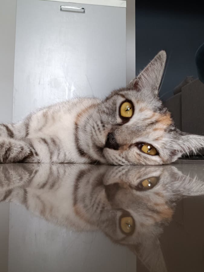 Cat Doing Mirror Selfie on the Floor Stock Photo - Image of mirror ...