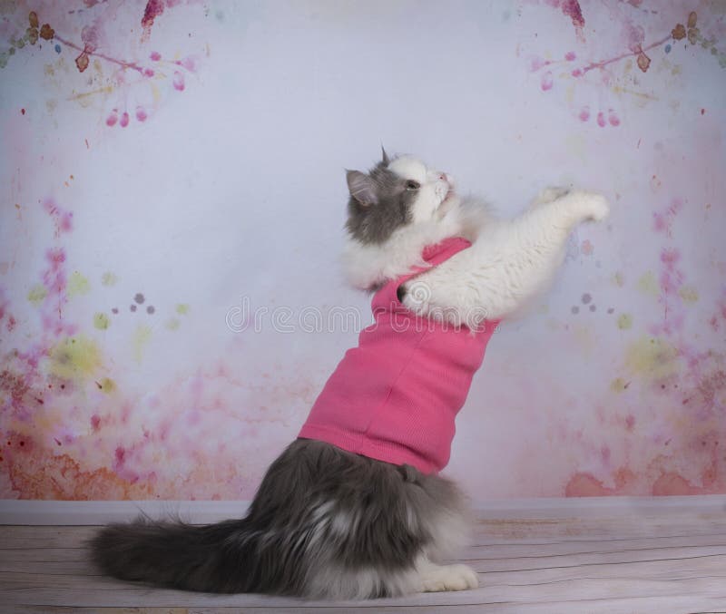 Cat doing yoga exercises stock image. Image of fatty - 92474063