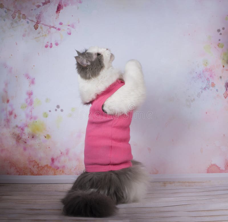 Cat doing yoga exercises stock photo. Image of health - 92474240