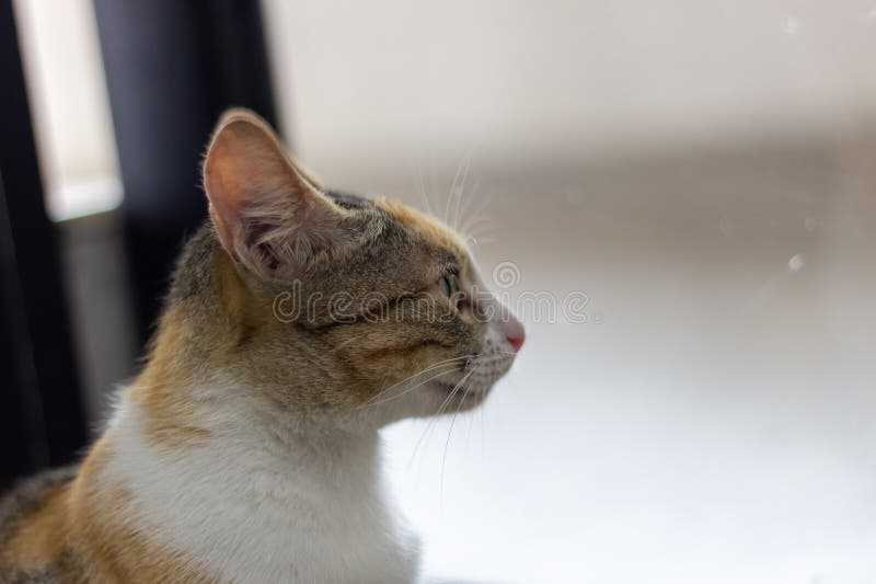 Cat at door stock photo. Image of carnivore, whiskers - 295997376