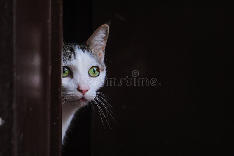 Cat at the door stock image. Image of beautiful, staring - 66735177