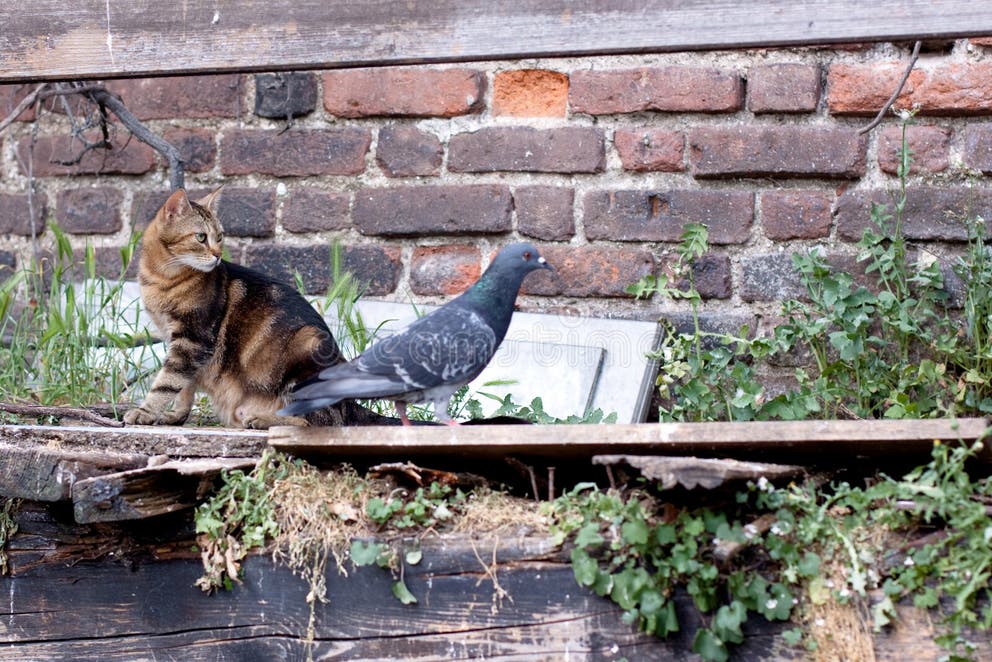 Cat and dove stock image. Image of animal, pigeon, tail - 13984721