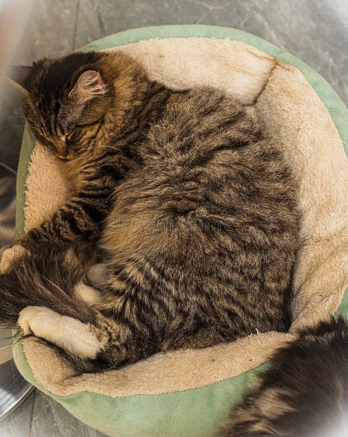 A Cat Dozing Off in Its Litter Stock Photo - Image of sleeping ...