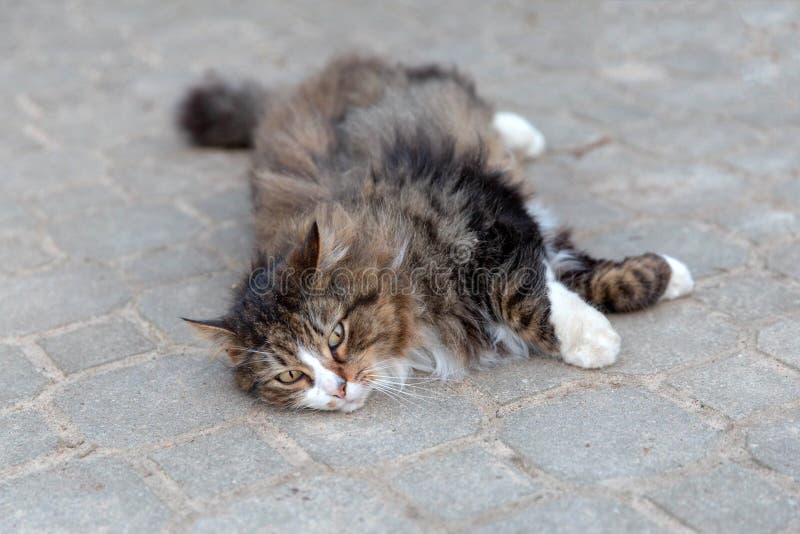 Cat dragging out stock image. Image of outdoors, rest - 113872659