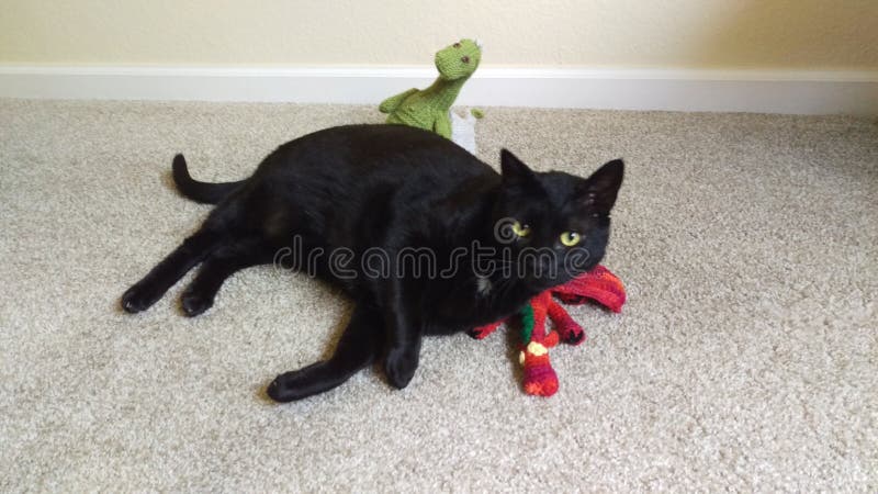 Cat and dragons stock photo. Image of toys, black, dragons - 100165414