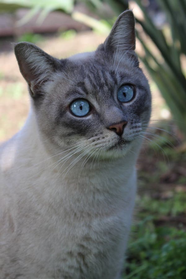 Cat dreams and hope stock photo. Image of stripes, hopeful - 108565222