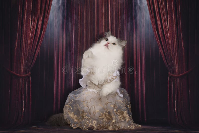 Cat Opera Singer Stock Photos - Free & Royalty-Free Stock Photos from ...