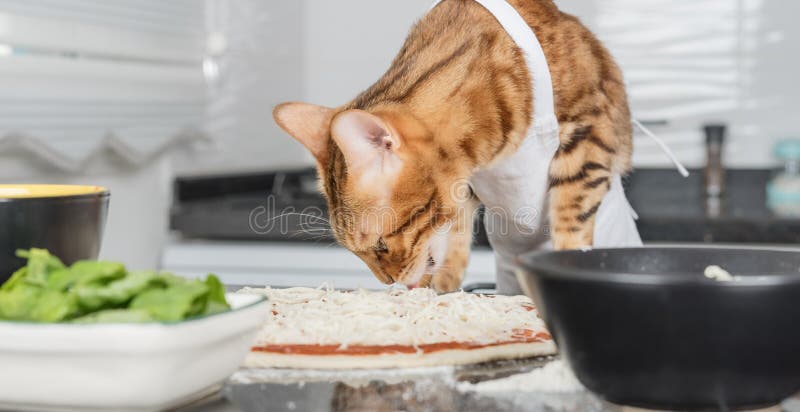 A Cat Dressed As a Chef Prepares Pizza in the Kitchen Stock Image ...
