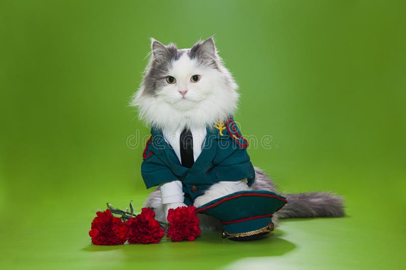 Cat Dressed As General Stock Photos - Free & Royalty-Free Stock Photos ...