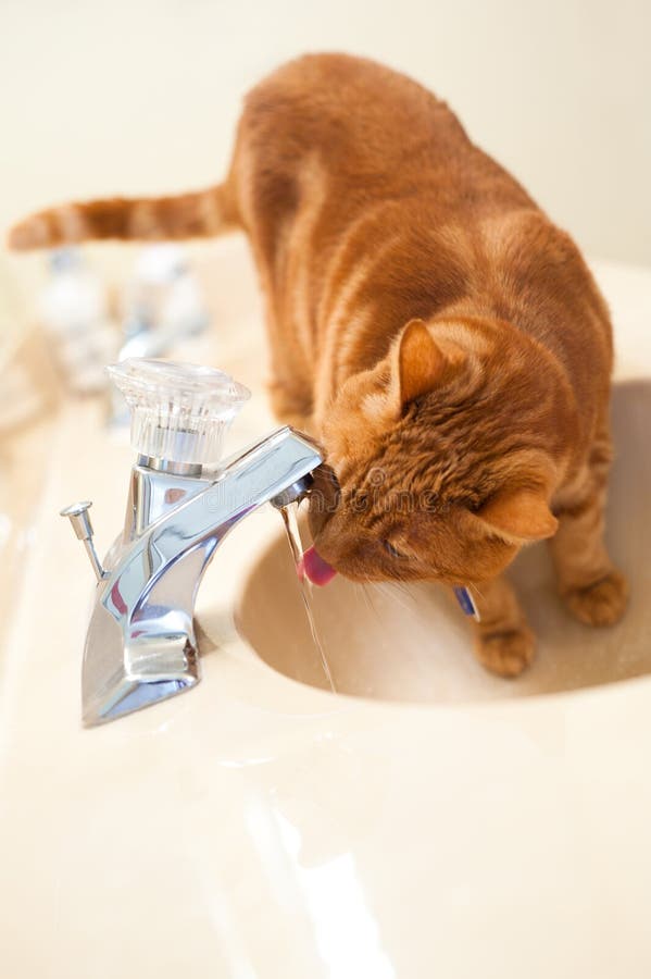Cat Drinking from Bathroom Sink Faucet Stock Image - Image of drink ...