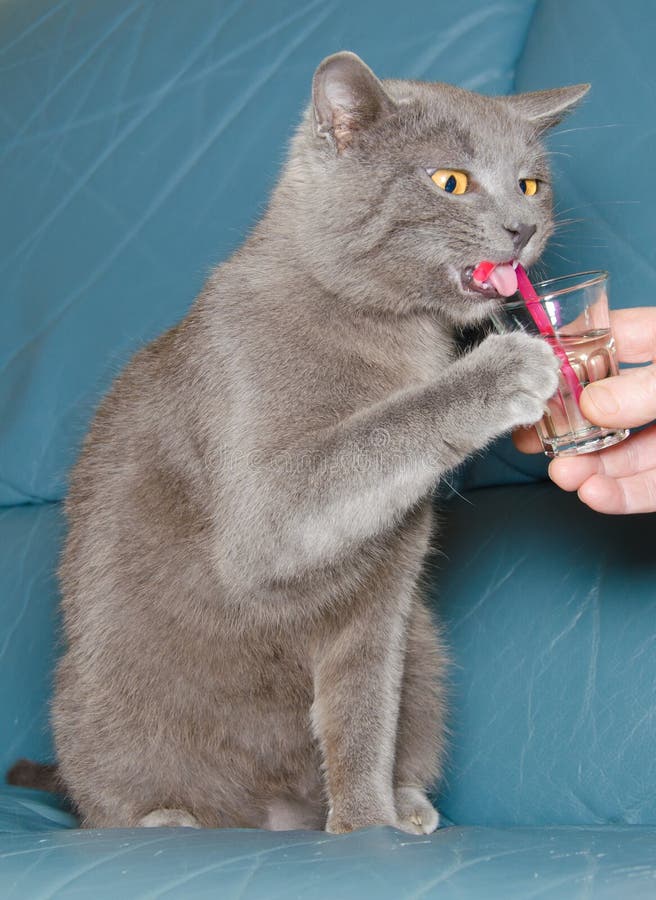 525 Cat Cocktail Stock Photos - Free & Royalty-Free Stock Photos from ...