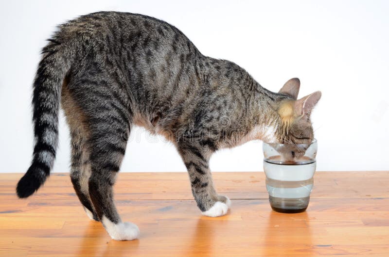 Kitten drinking milk stock image. Image of eating, medicine - 11140575