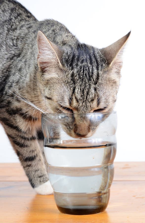 Kitten drinking milk stock image. Image of eating, medicine - 11140575