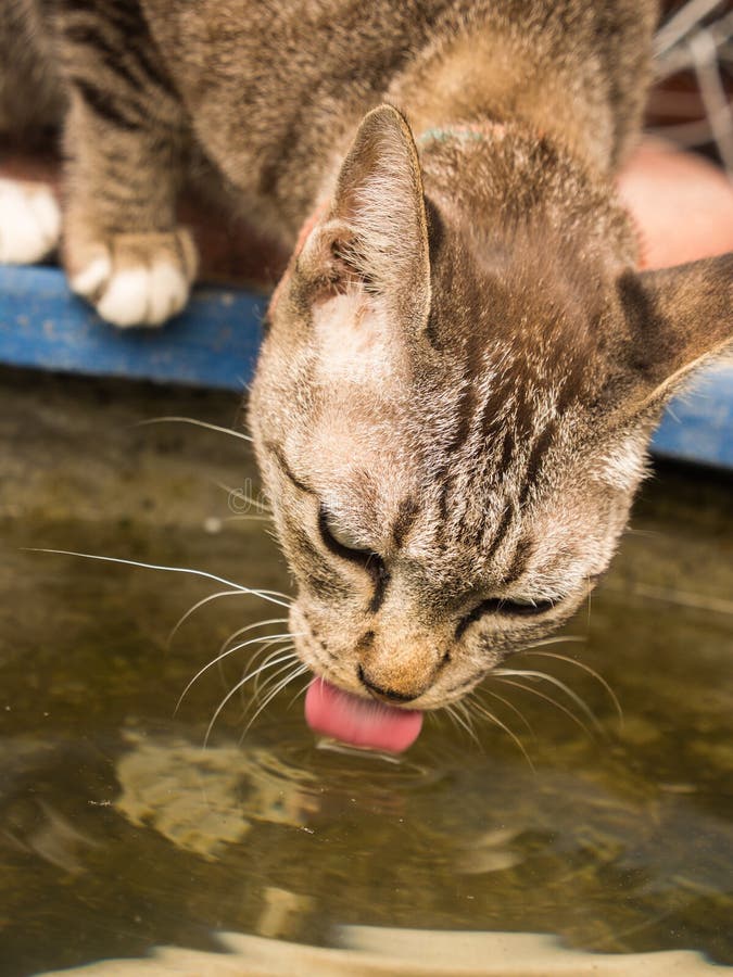 Cat is Drinking from a Large Pot Stock Photo - Image of large, portrait ...