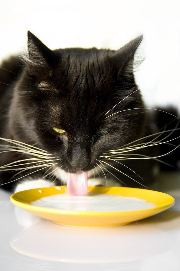 Cat drinking milk 2 stock image. Image of kitty, hungry - 1552477