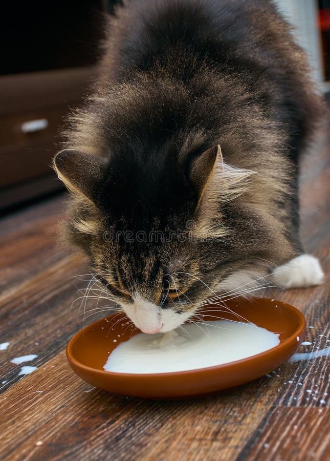 Cat drinking milk stock photo. Image of meal, supper - 110463296