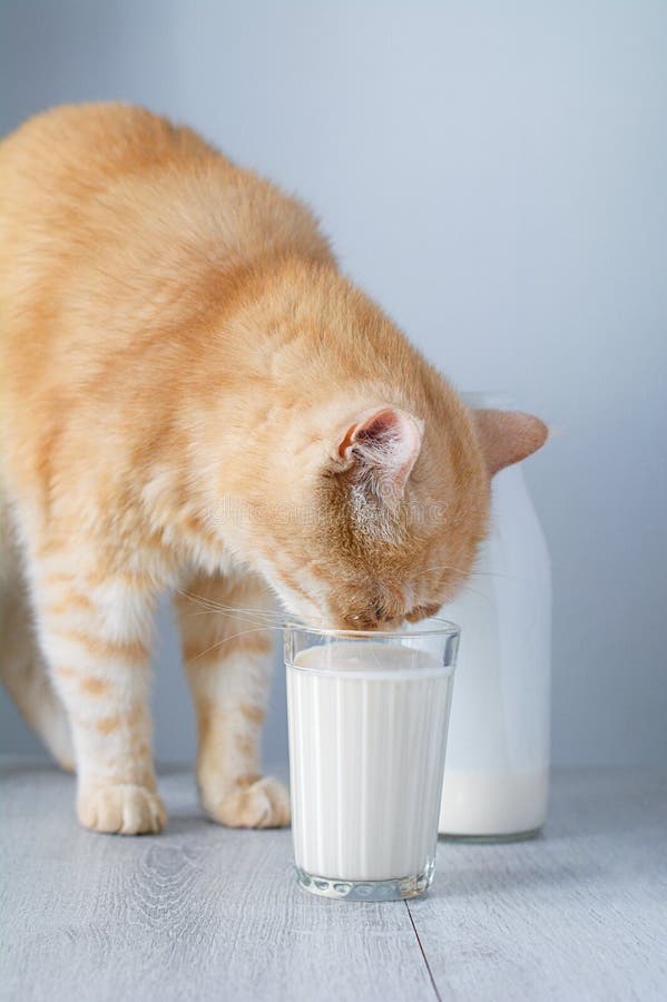 Cat drinking milk stock photo. Image of natural, fluffy - 60577830
