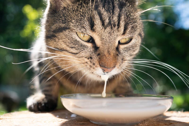 1,797 Cat Drinking Milk Stock Photos - Free & Royalty-Free Stock Photos ...