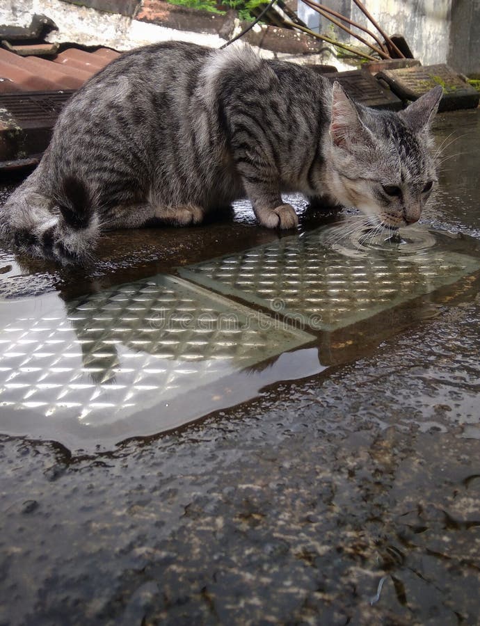 The Cat is Drinking in a Puddle Stock Photo - Image of wildlife ...
