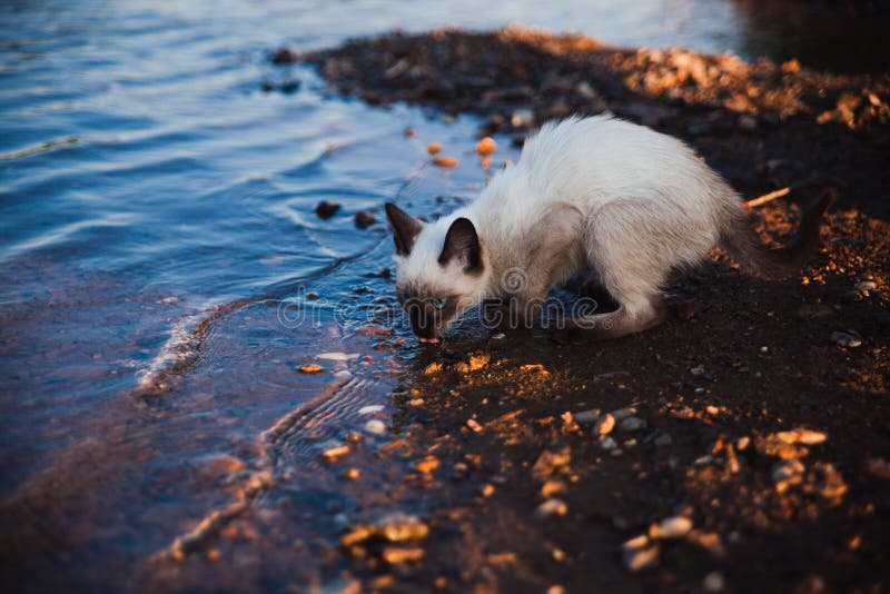 Cat Drinking from the River Stock Image - Image of siamese, stones ...