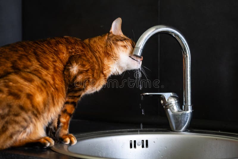 Cat Drinking Tap Water from the Kitchen Sink Stock Image - Image of ...