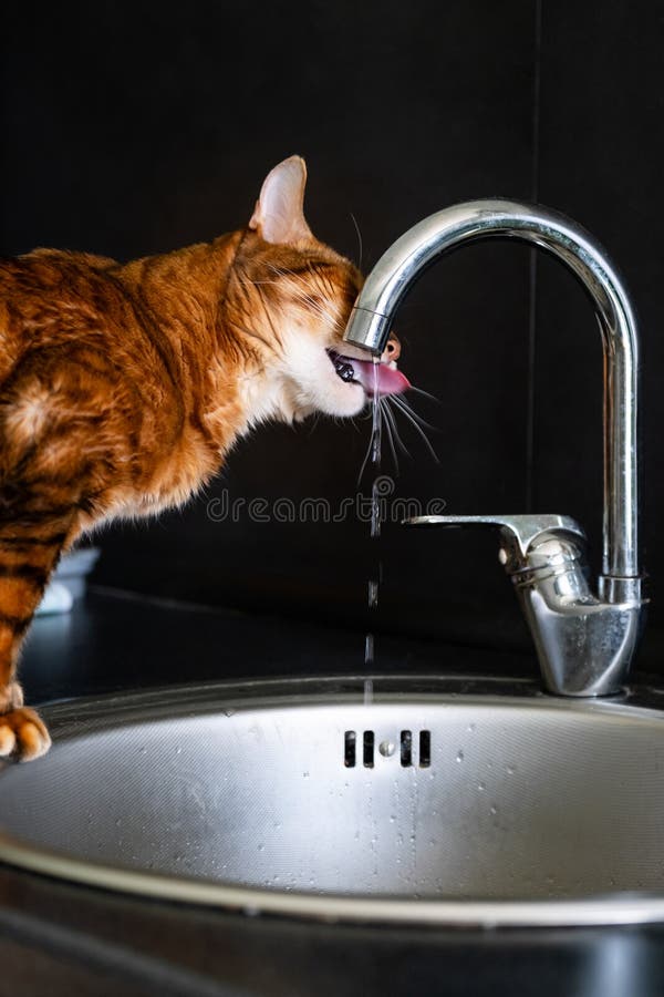 Cat Drinking Tap Water from the Kitchen Sink Stock Photo - Image of ...