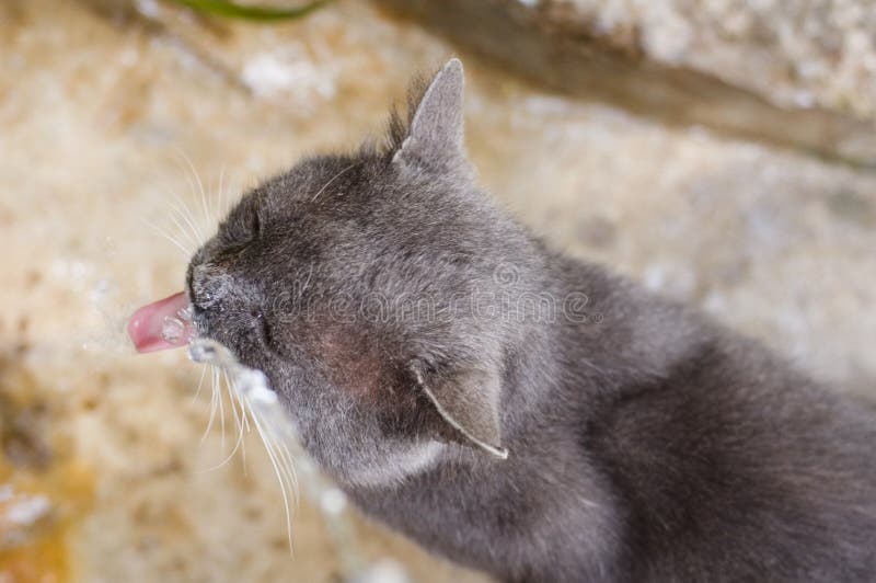 Cat Drinking Tap Water Outdoor Stock Image - Image of drink, meow: 12101243