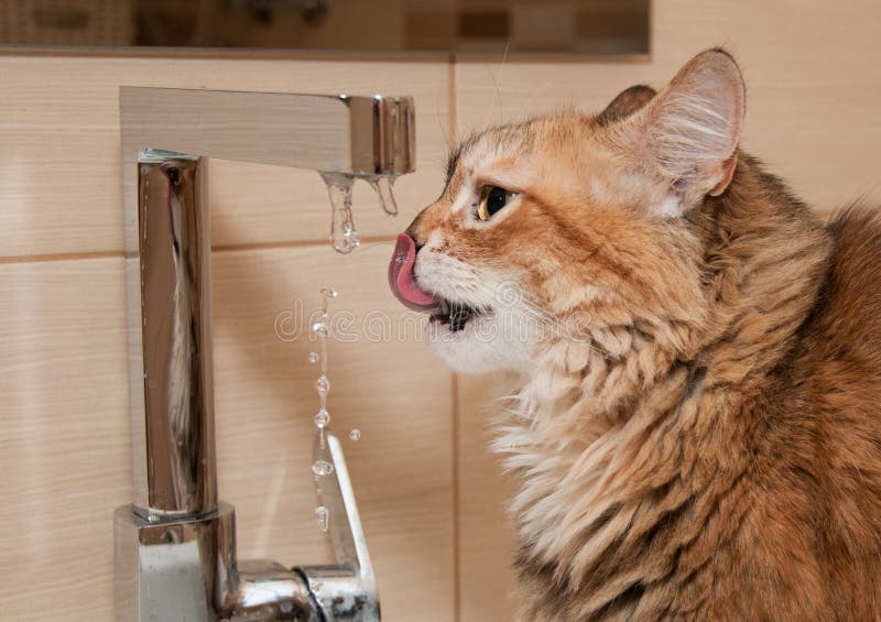 Cat drinking the water stock image. Image of drink, feline - 30049679