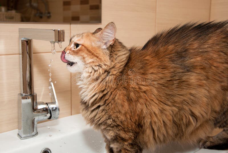 Cat drinking water stock image. Image of nose, fluffy - 23941053