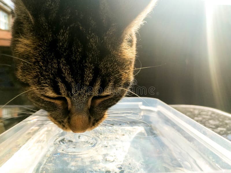 Cat Drinking Water stock photo. Image of water, space - 216987524