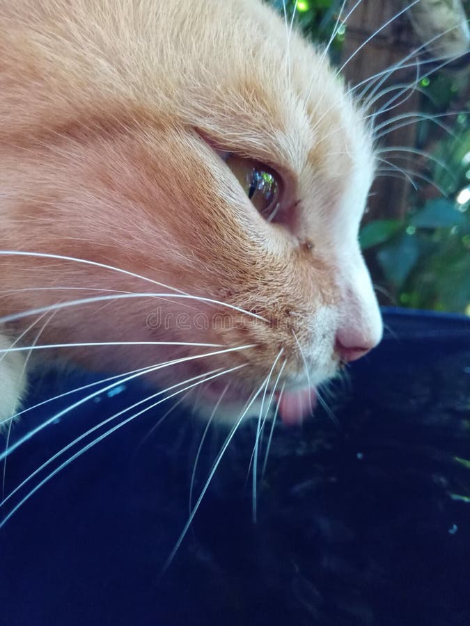 Cat Simen Dinding Stock Photos - Free & Royalty-Free Stock Photos from ...