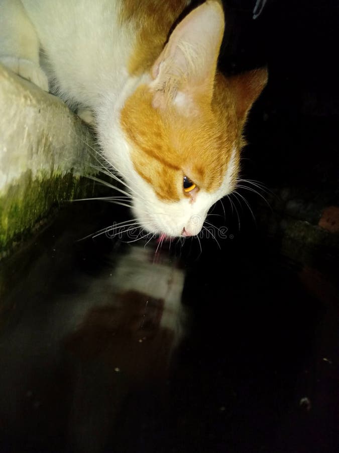 Cat Drinking Water at Fish Pool Stock Image - Image of water, drinking ...