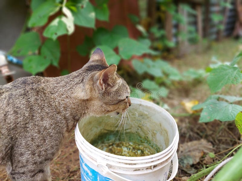 A Cat Drinking Water in the Garden from Bucket Stock Image - Image of ...