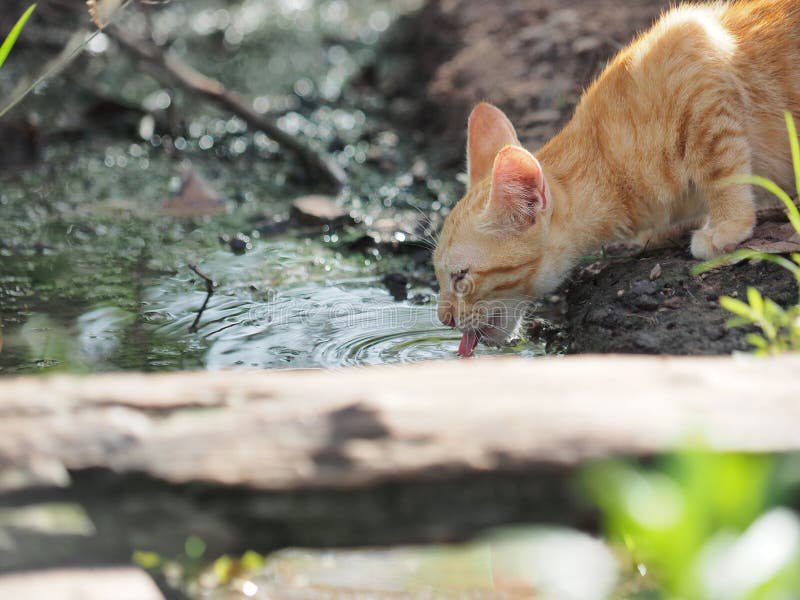 Cat Drinking Water by the Pool Stock Image - Image of eyes, meadow ...