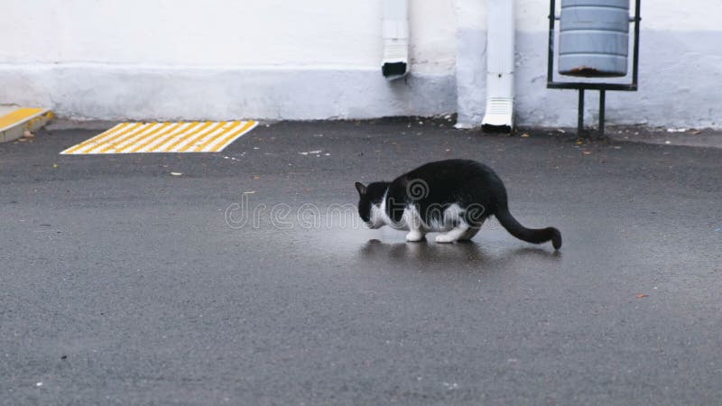 Puddle on the Pavement. Drops of Rain Fall into the Water Stock Footage ...