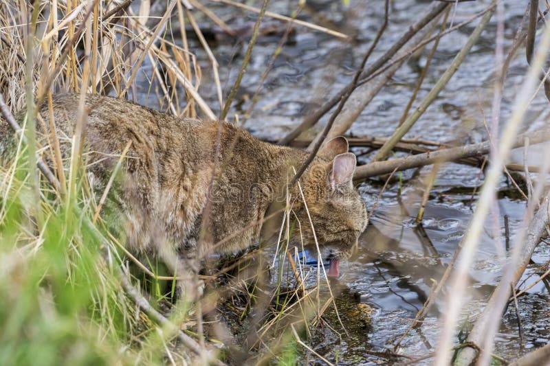 Cat Drinking Water from a Stream in the Middle of the Forest Stock ...