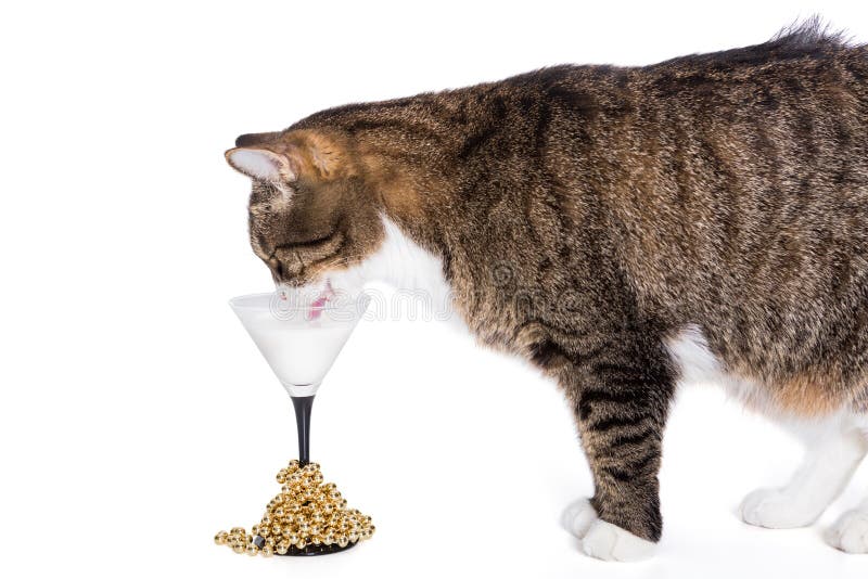 Cat Drinks Milk image stock. Image du sain, poilu, nourriture - 106554369