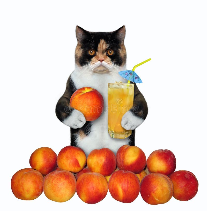 187 Cat Drinking Juice Stock Photos - Free & Royalty-Free Stock Photos ...