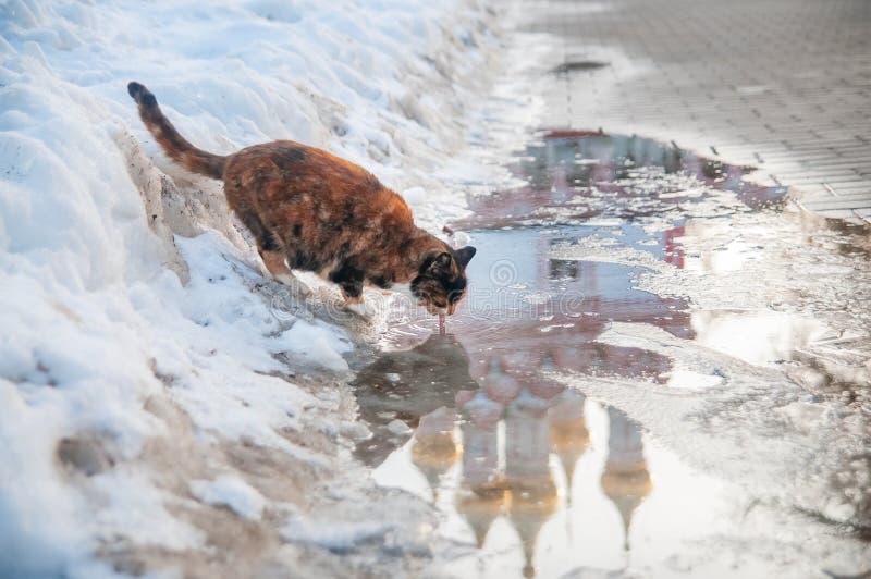 A Cat Drinks from a Puddle with a Reflection of the Temple Stock Photo ...